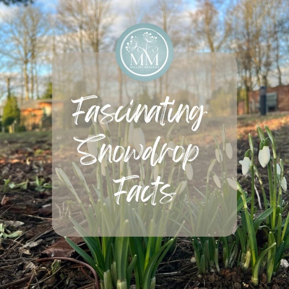 Fascinating Facts About Snowdrops -2025 - Mallory Meadows